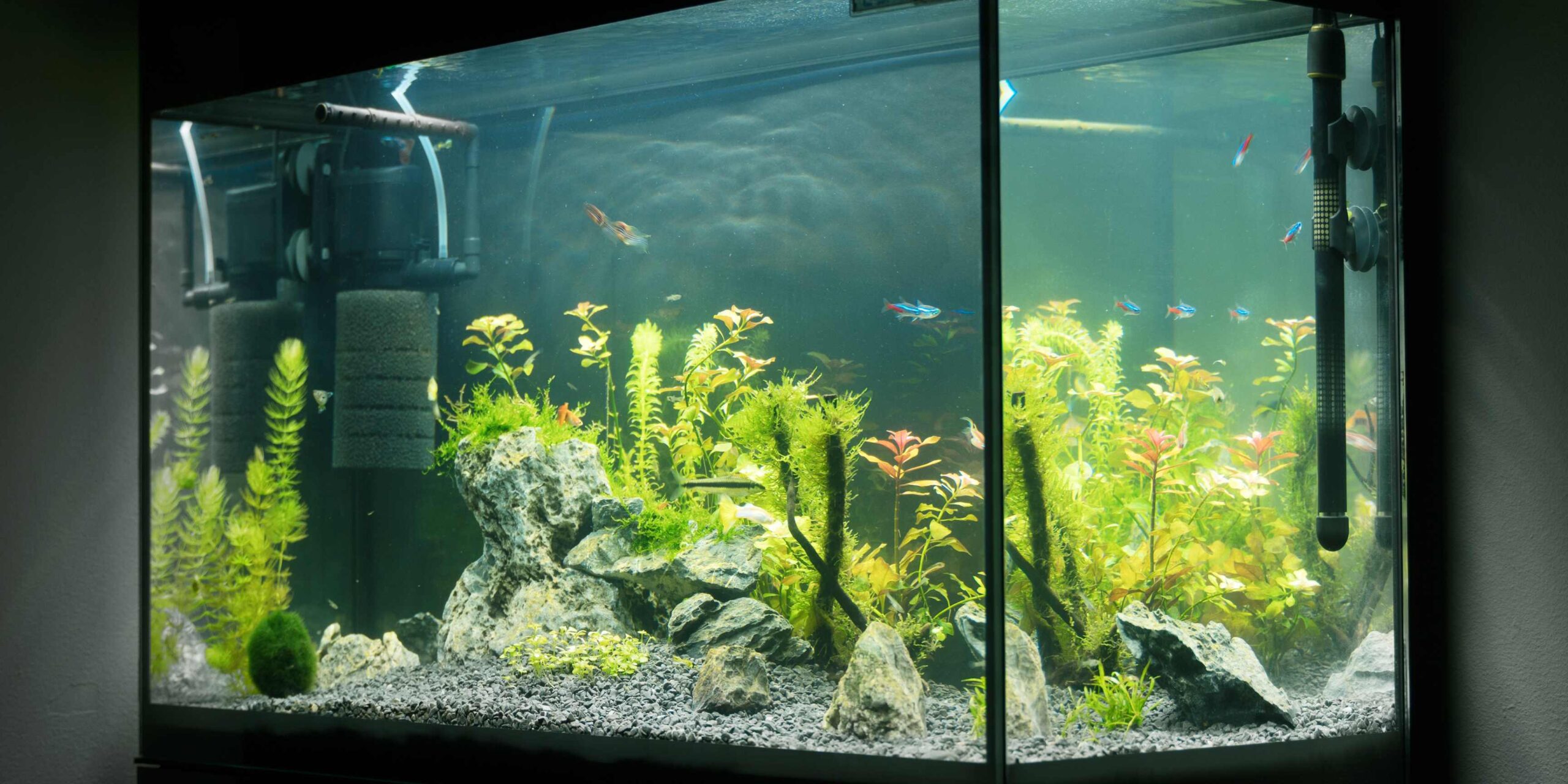 Top 10 Aquascaping principles for great results - Aqua Club