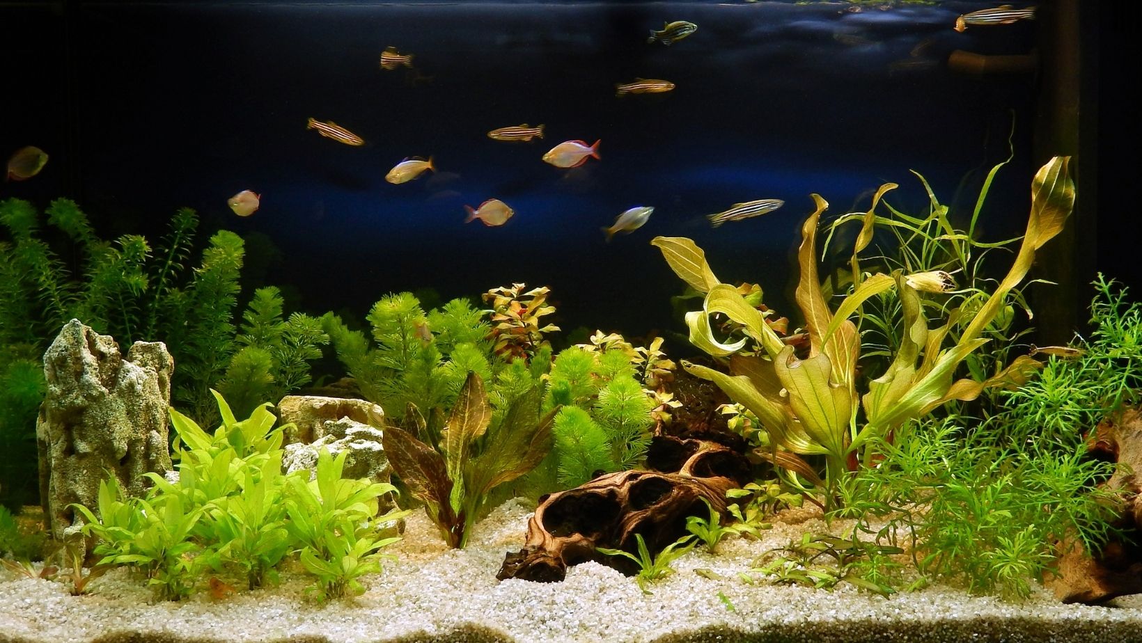 The Ultimate Beginners Guide to Fish Keeping - Aqua Club