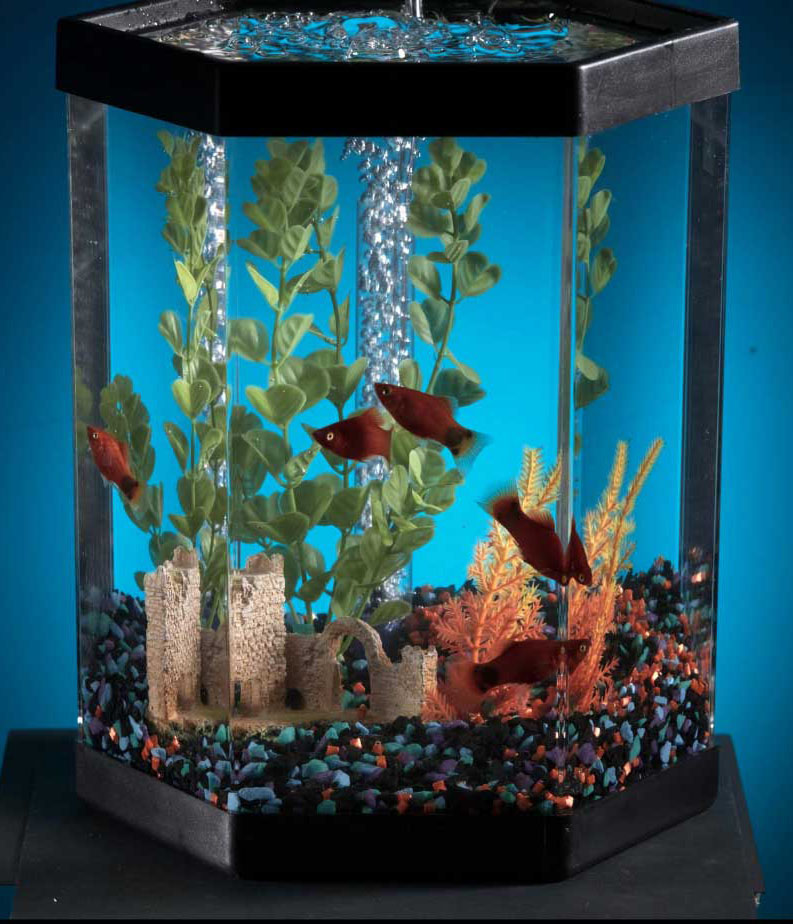 The Ultimate Beginners Guide to Fish Keeping - Aqua Club