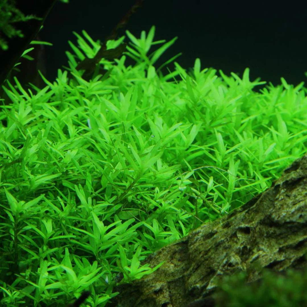Buy ADA IC011 Rotala Rotundifolia Green Aquatic Plants - Aqua Club