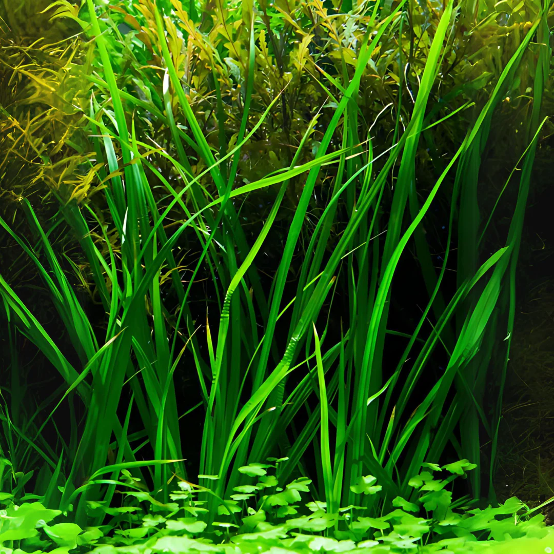 Buy ADA IC031 Cyperus Helferi - Aqua Club
