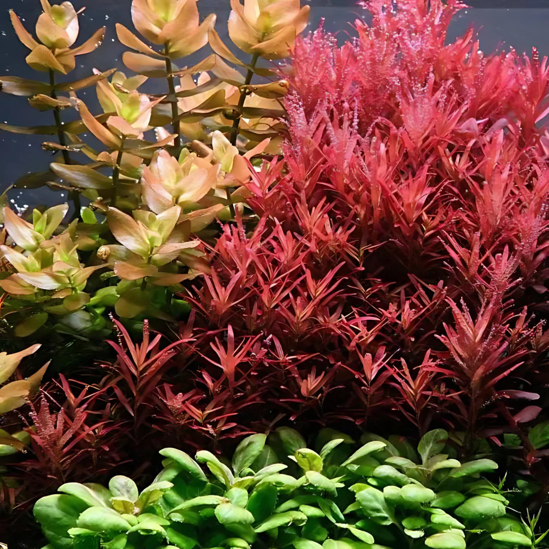 Buy ADA IC443 Rotala rotundifolia ‘Blood Red’ - Aqua Club